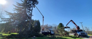 Tree Removal Services - Wayne & Ontario Counties - Empire Tree